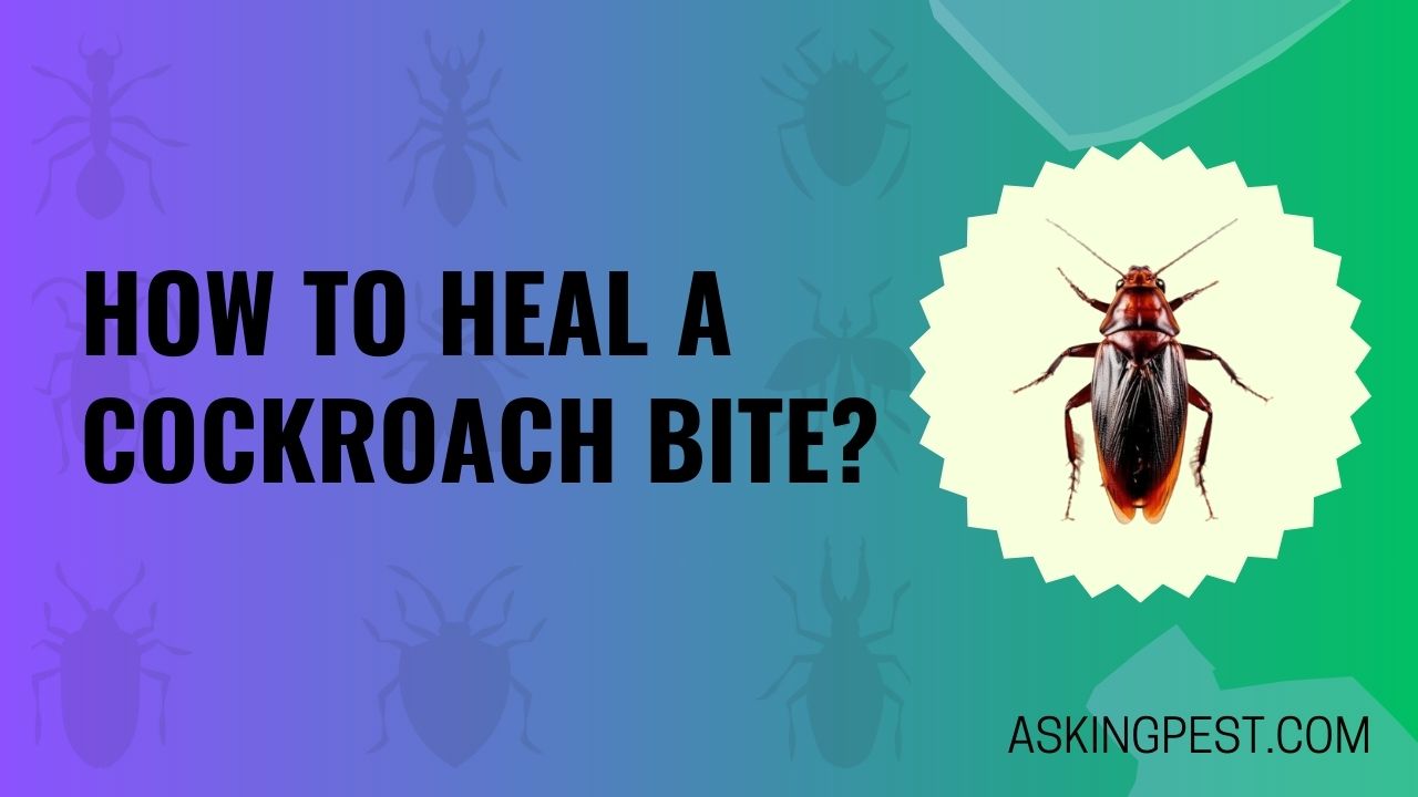 How to Heal a Cockroach Bite? The Ultimate Guide for a Speedy Recovery ...