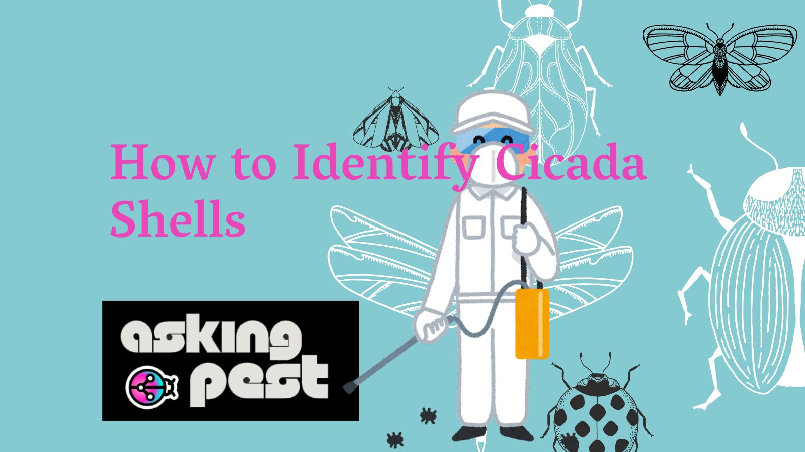 How to Identify Cicada Shells: A Detailed Guide for Pest Control - Eco ...