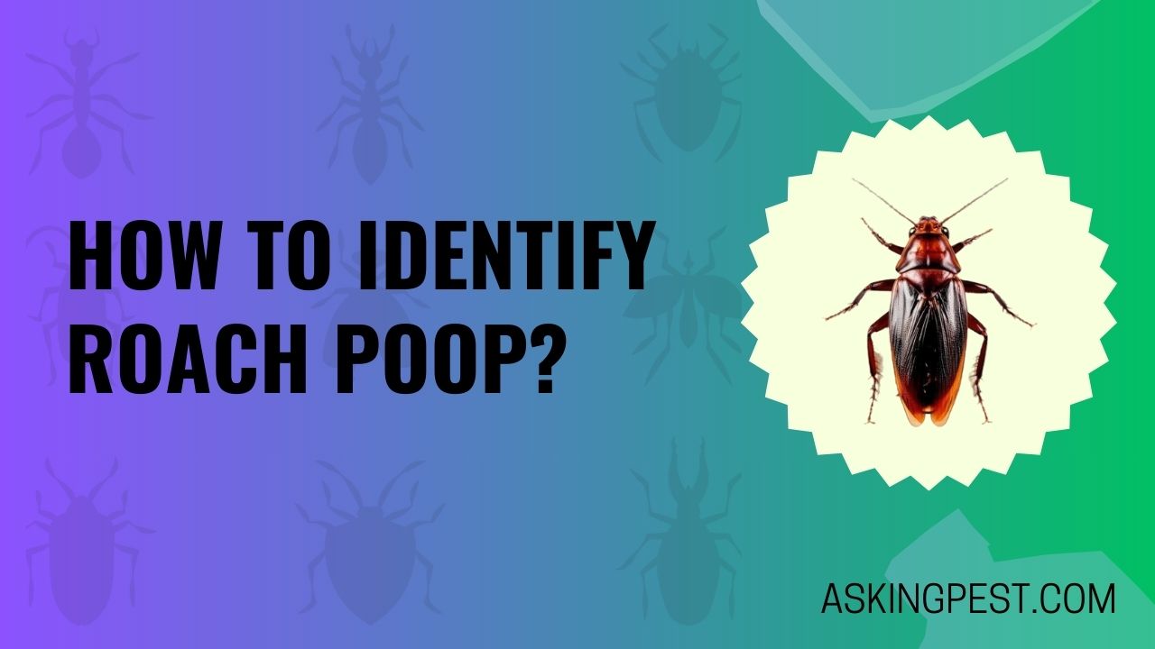 How to Identify Roach Poop? A Comprehensive Guide to Spotting Cockroach ...