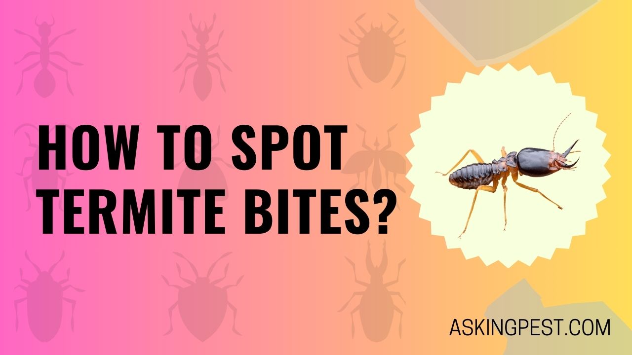 How to Spot Termite Bite? A Guide to Identifying These Destructive ...