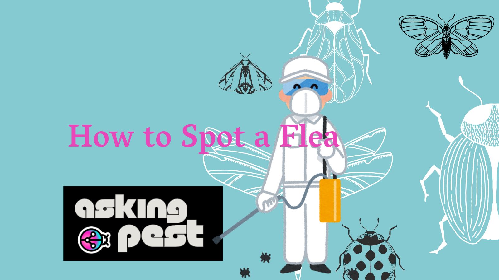 How to Spot a Flea: A Visual Guide to Flea Identification - Eco Pest Clear