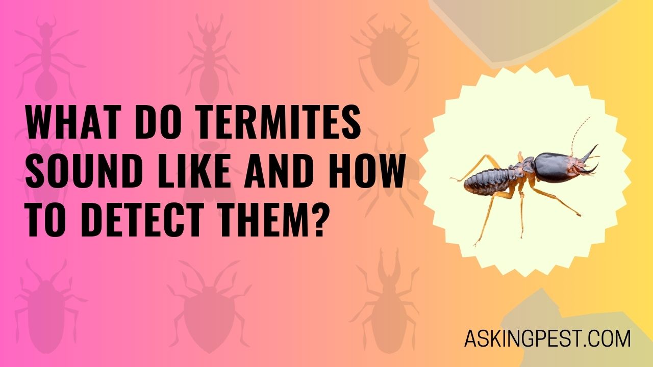 What Do Termites Sound Like and How to Detect Them? - Eco Pest Clear