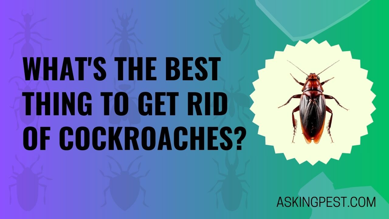 What's The Best Thing To Get Rid Of Cockroaches? The Ultimate Guide to ...