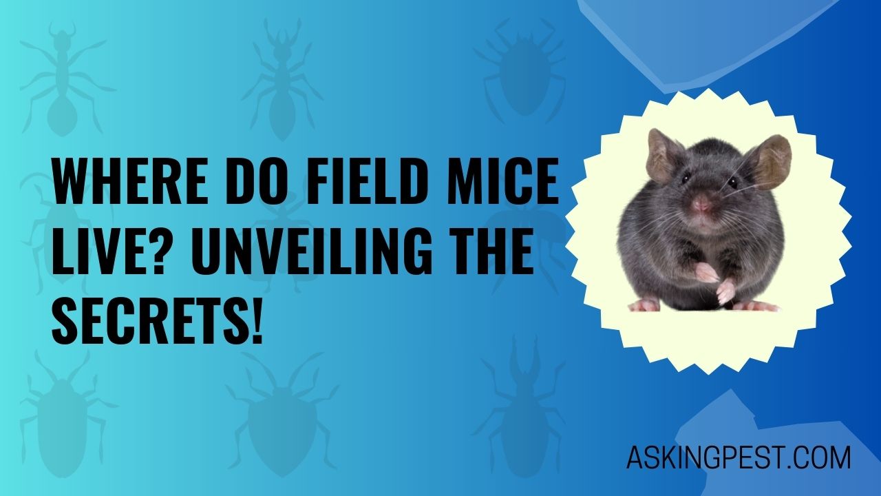 Where Do Field Mice Live? Heres The Answer - Eco Pest Clear