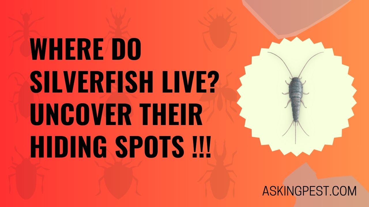 Where Do Silverfish Live? Uncover Their Hiding Spots !!! - Eco Pest Clear