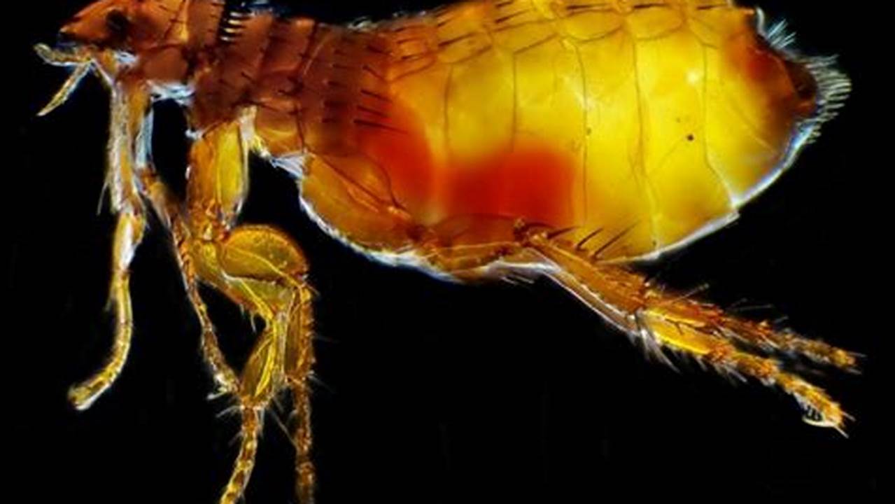 Knowing Flea Appearance: Guide to Their Look and Biology - Eco Pest Clear
