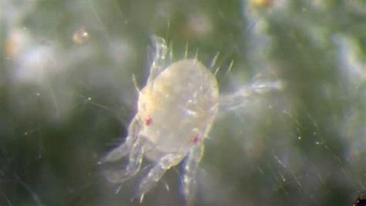 How to Detecting and Eliminating Transparent Bugs in Your Home - Eco ...