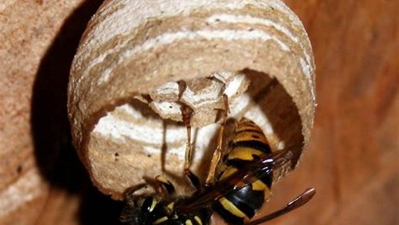 When Wasps Emerge From Their Winter Slumber - Eco Pest Clear