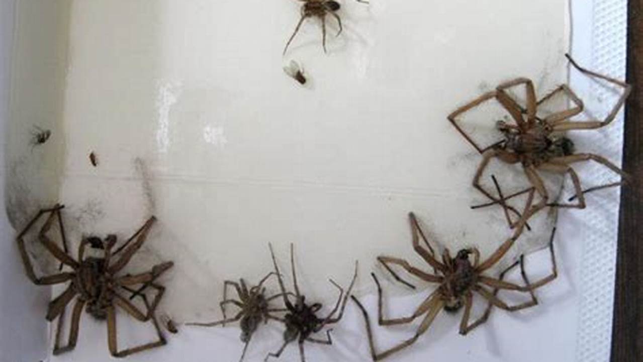 Causes of Spider Infestations: A Guide for Pest Control - Eco Pest Clear