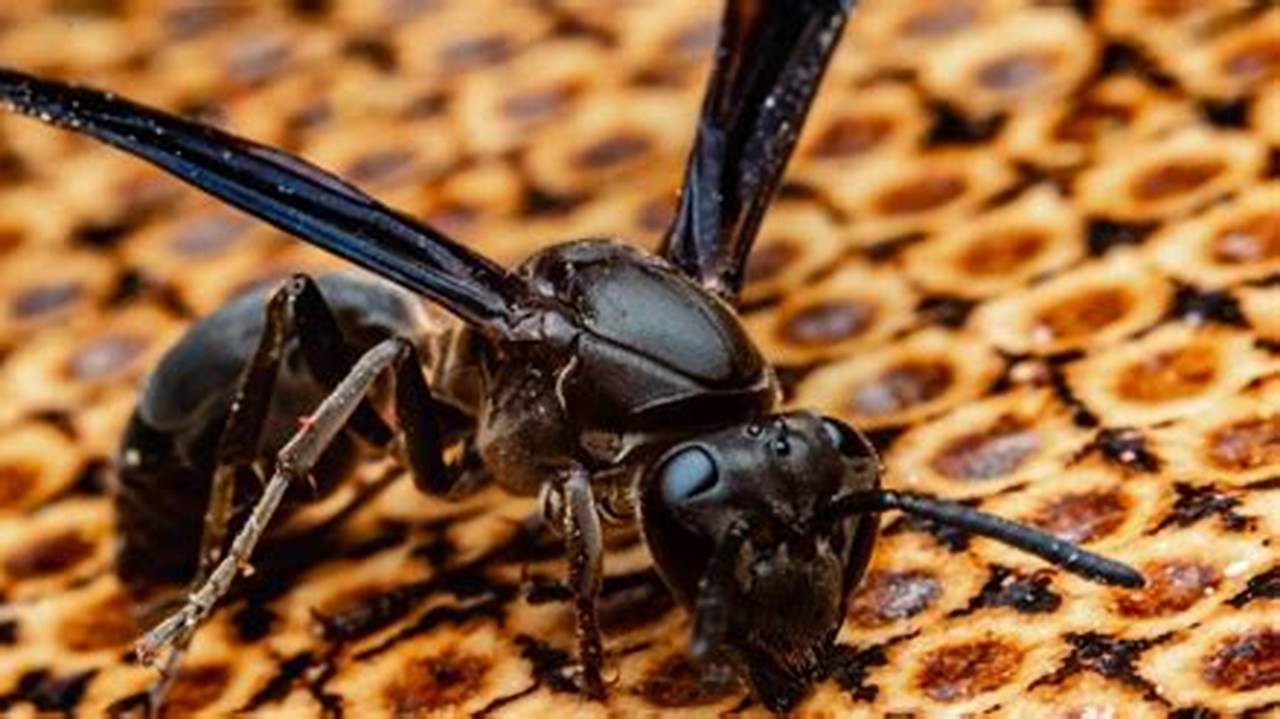 How to Identify Black Hornets: A Visual Guide for Pest Control - Eco ...