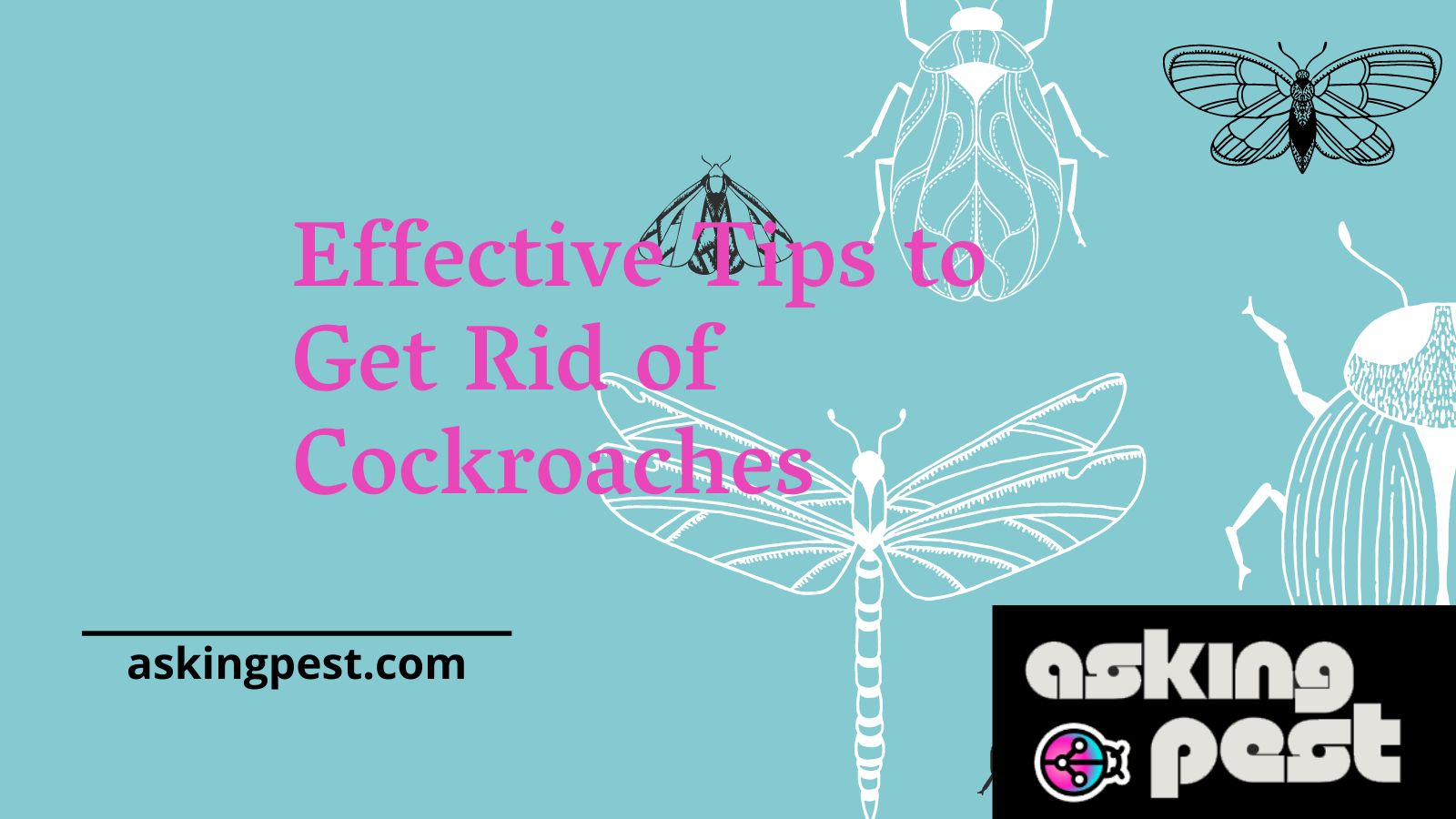 Effective Tips to Get Rid of Cockroaches - Eco Pest Clear